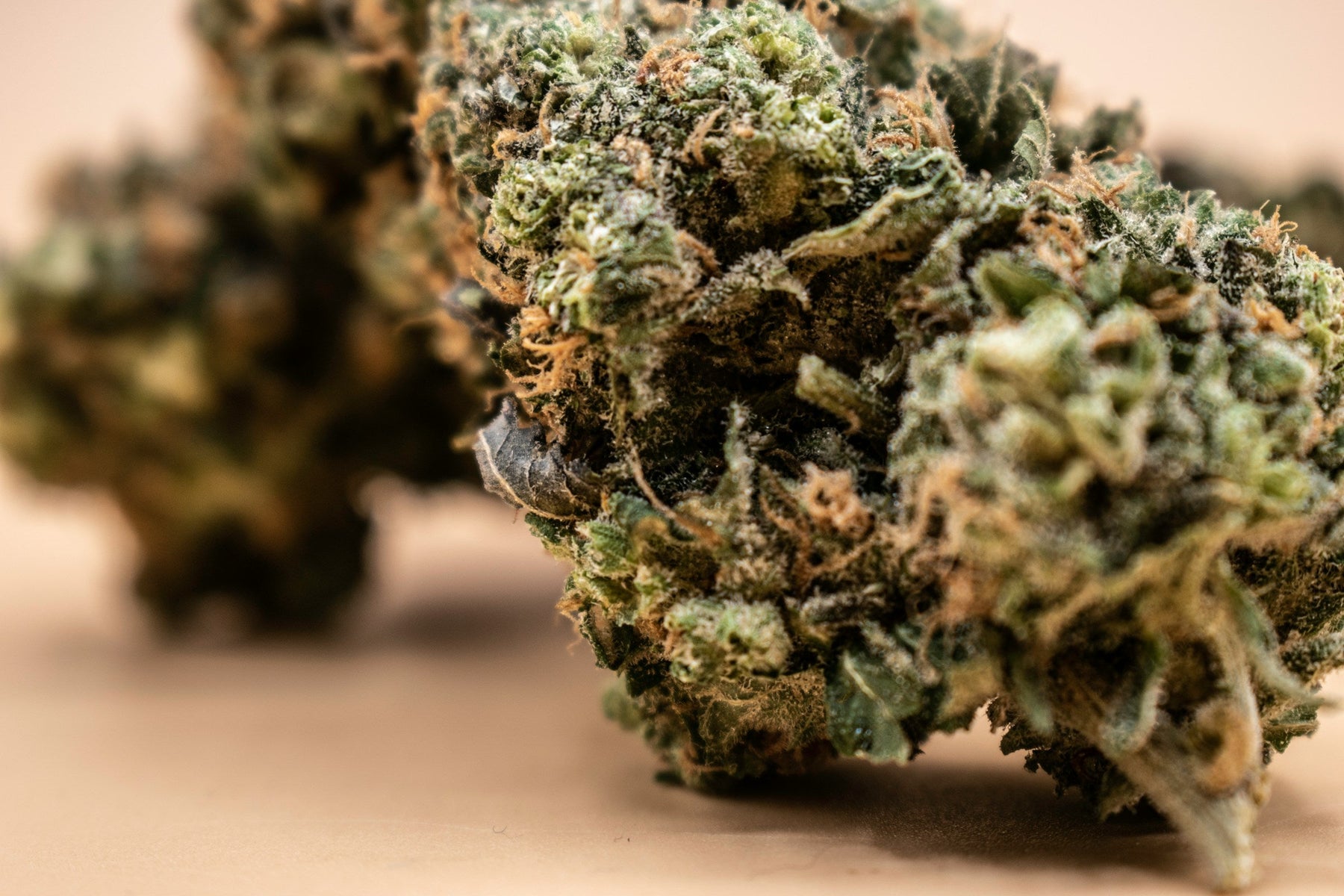 What Do Marijuana Buds Look Like When They First Start?