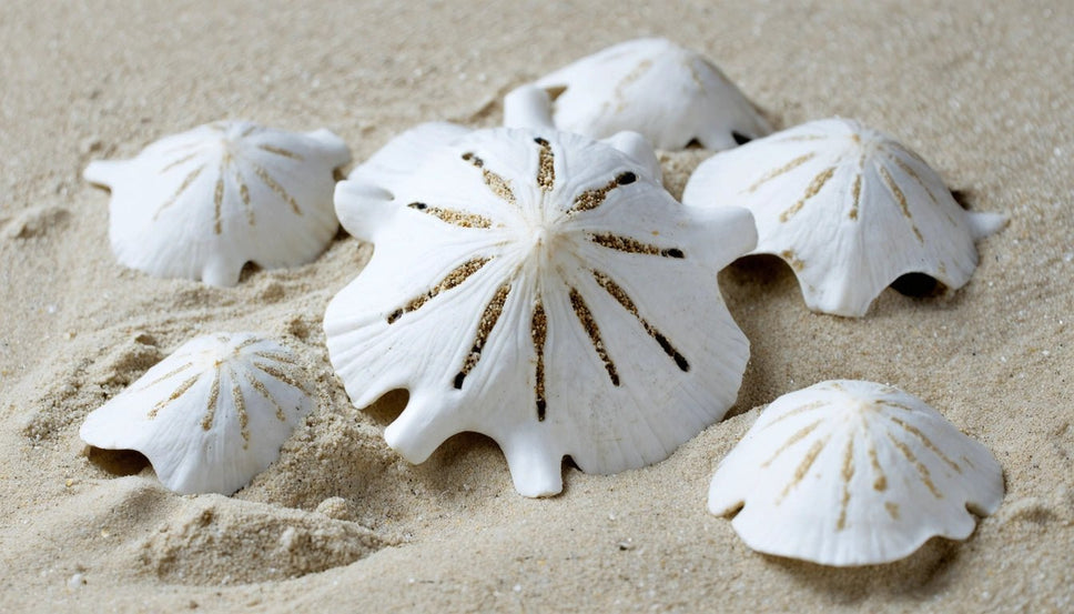 Exploring Sand Dollars: Habitat and Movement Patterns – Gamut Packaging