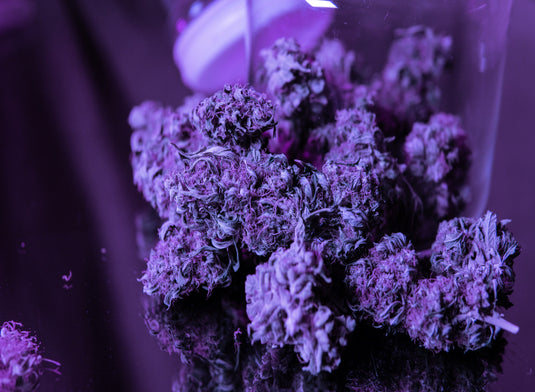Purple Haze Marijuana Strain: An In-Depth Weed Strain Guide