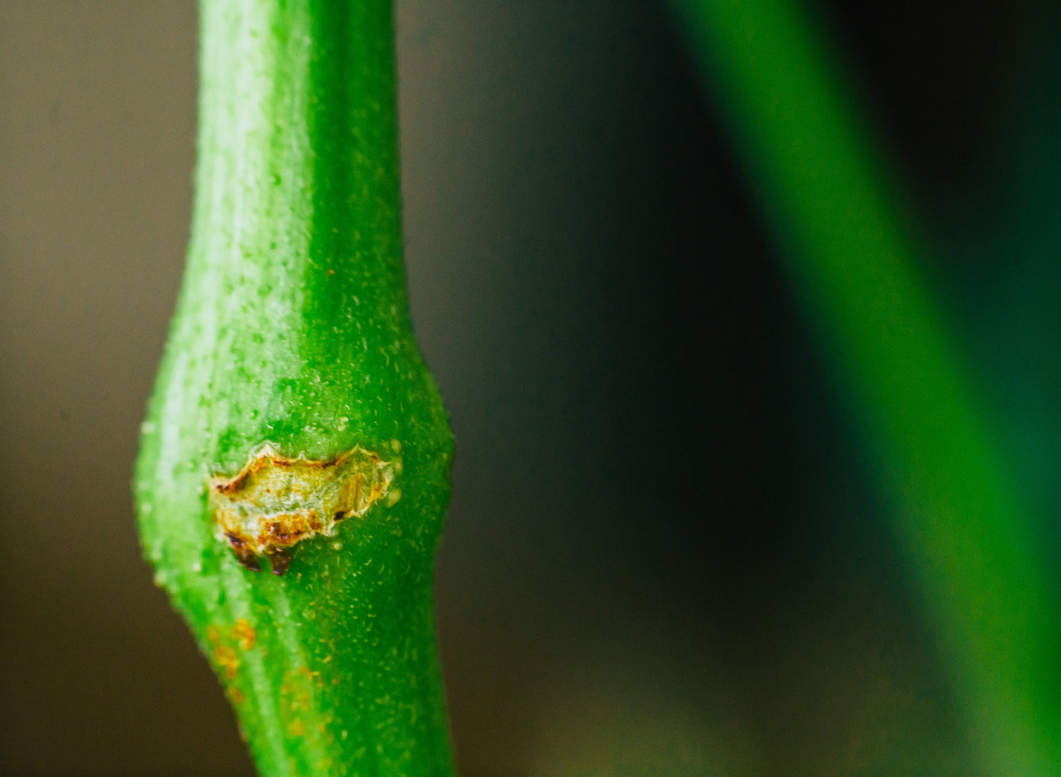 Marijuana Super Cropping: Everything You Need To Know