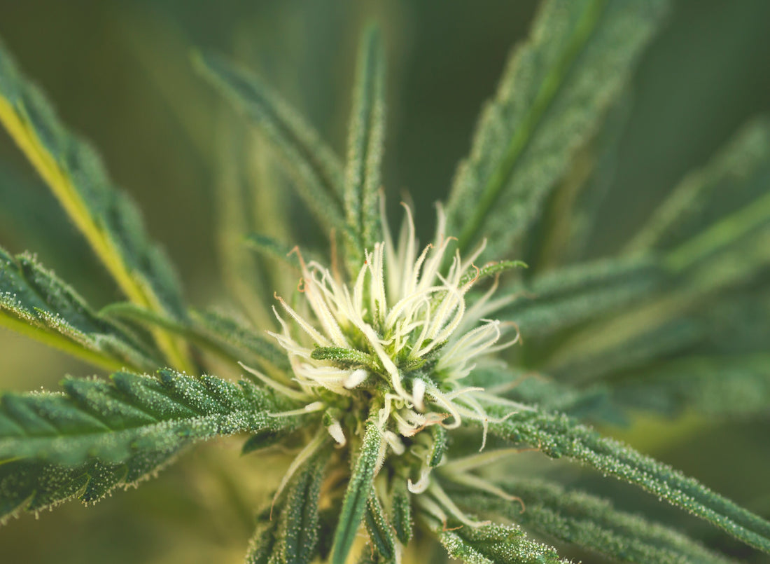 Cannabis Pistils: What Are They And Why Are They Important