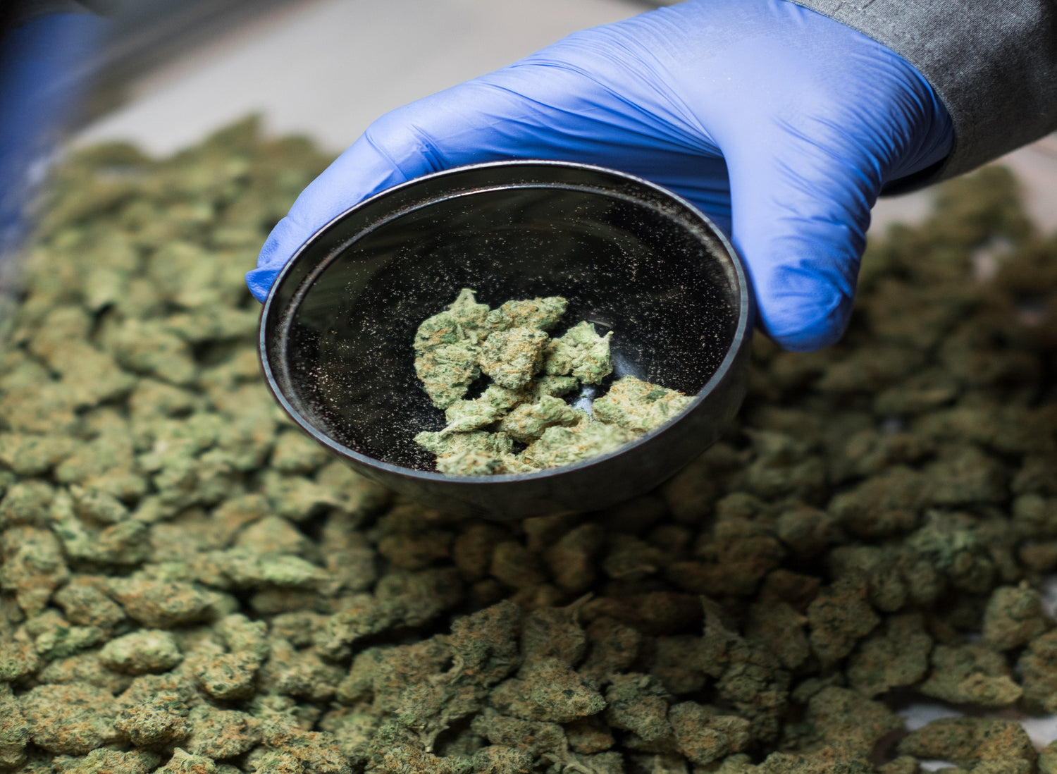 How Much Is An Eighth Of Marijuana: Quantity And Price