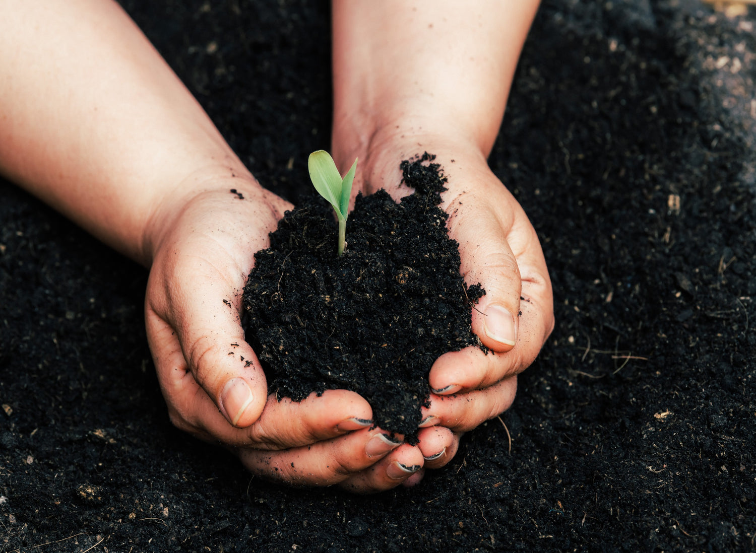 Weed Nutrients And Fertilizers: How To Choose And Use Them