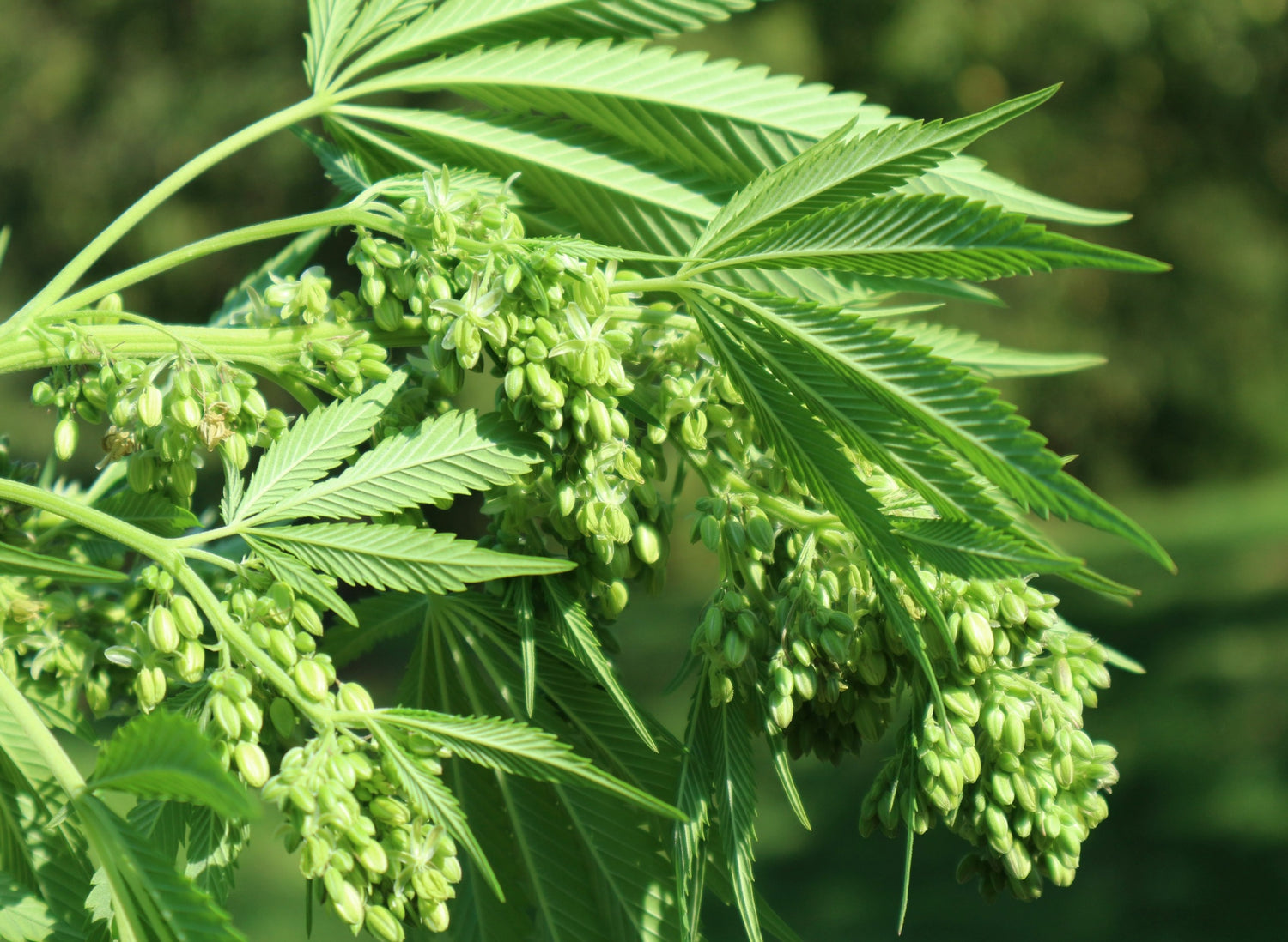 Male Marijuana Plants: The Best Ways To Make Use Of Them