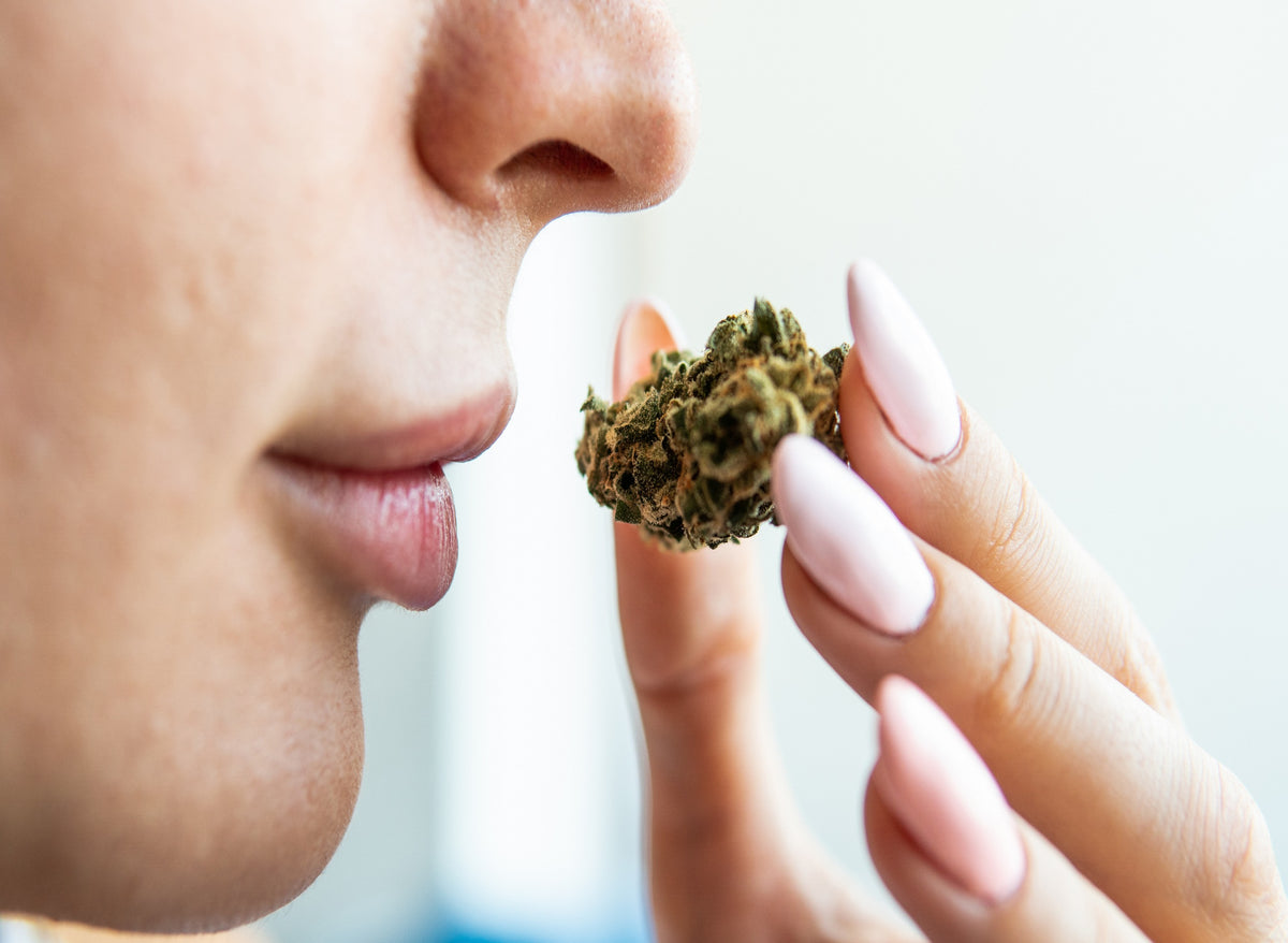 Distinguishing Good And Bad Weed: Defining Cannabis Quality