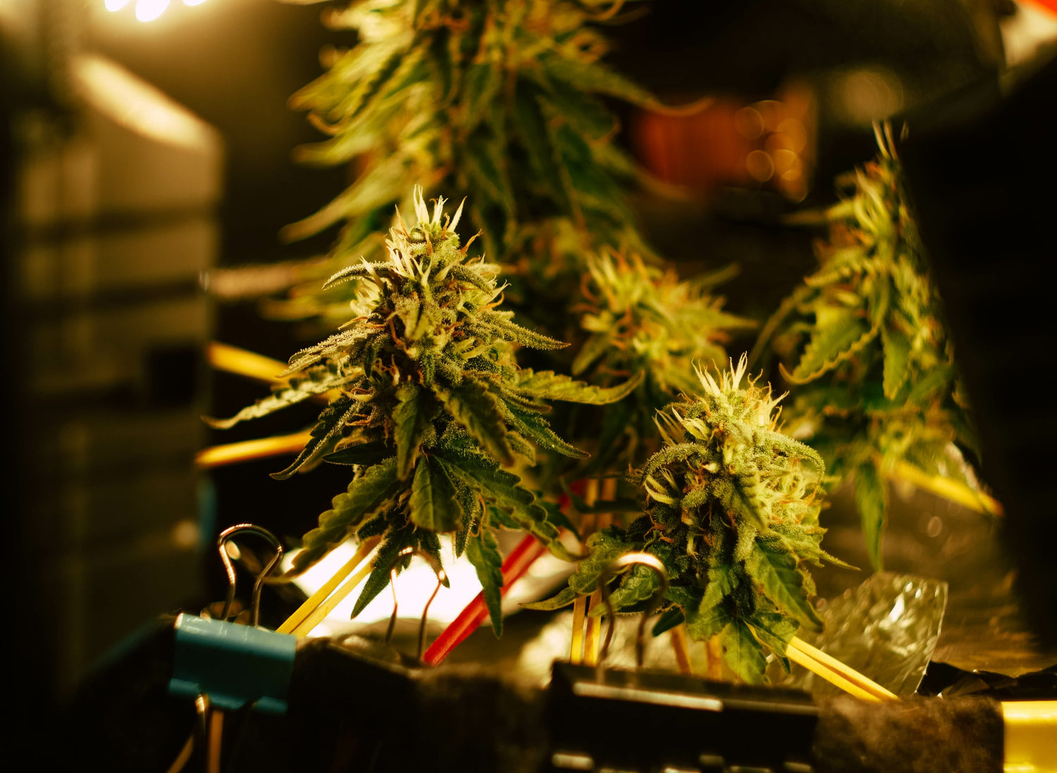 Autoflowering Weed: Everything You Should Know About Them