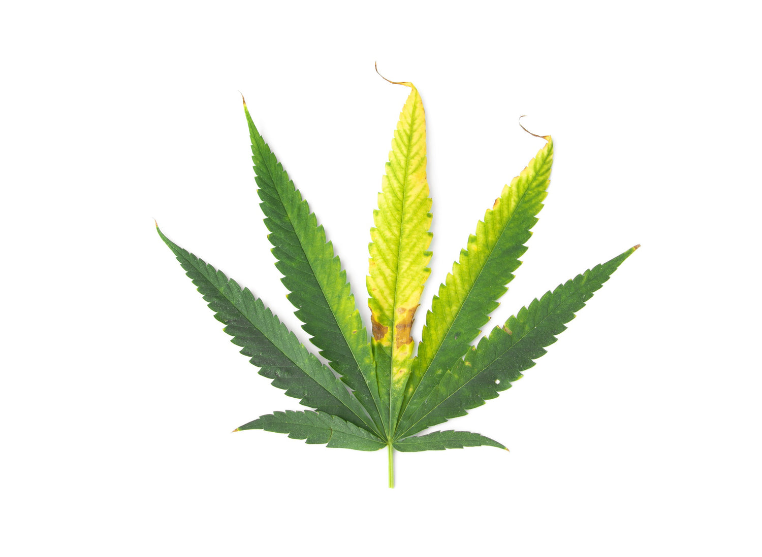 Rust Spots On Weed Leaves: Learn The Causes And Remedies