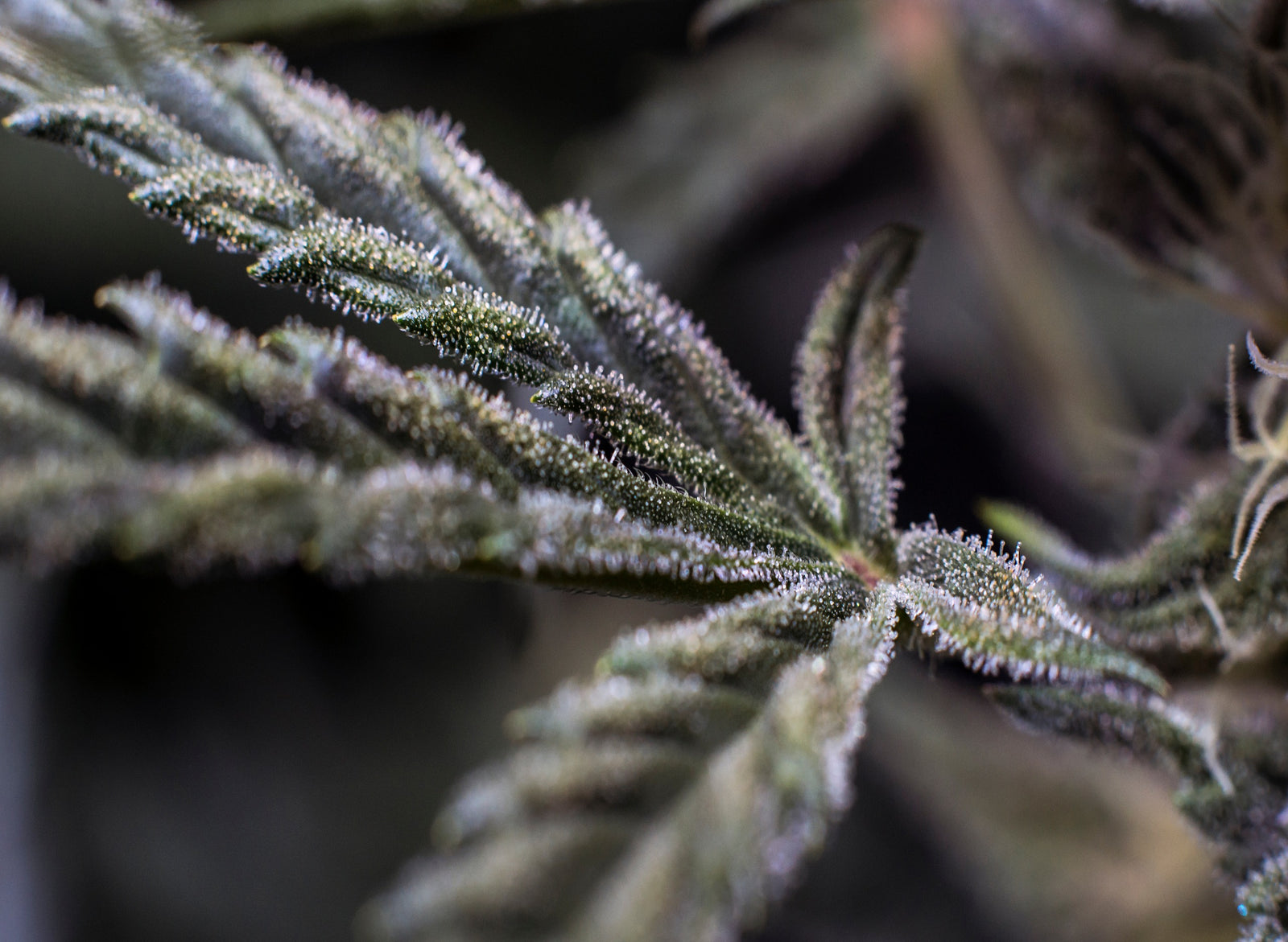 What Are Cannabis Sugar Leaves and Can You Use Them?