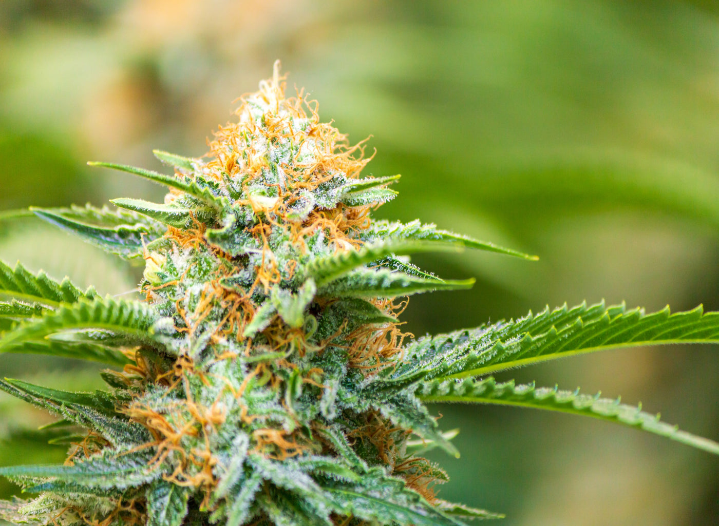 Weed Calyxes: Exploring The Most Resinous Part of the Plant