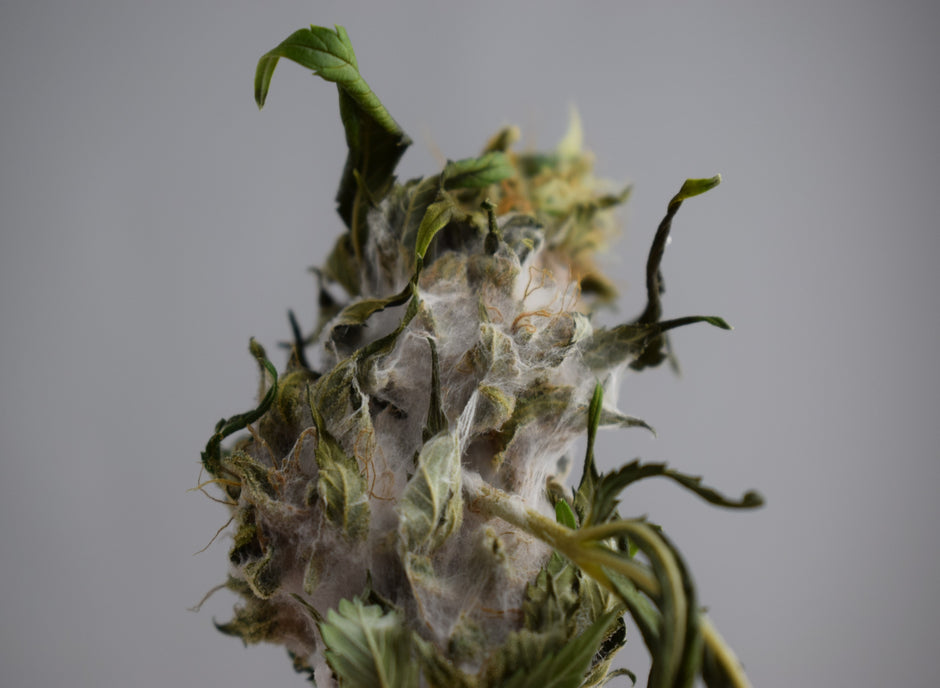 Moldy Marijuana: What To Look For and How To Handle It