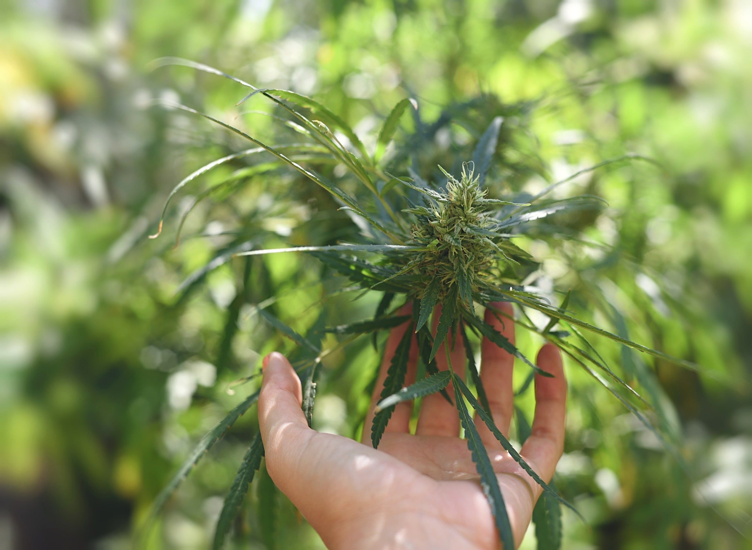 Cannabis Curing: A Comprehensive Guide On Curing Marijuana