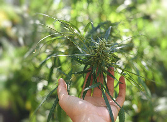Cannabis Curing: A Comprehensive Guide On Curing Marijuana