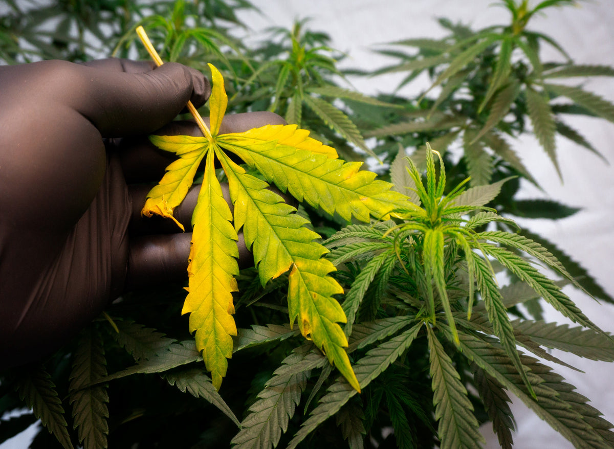 How to Spot and Treat Weed Light Burns: An In-Depth Guide