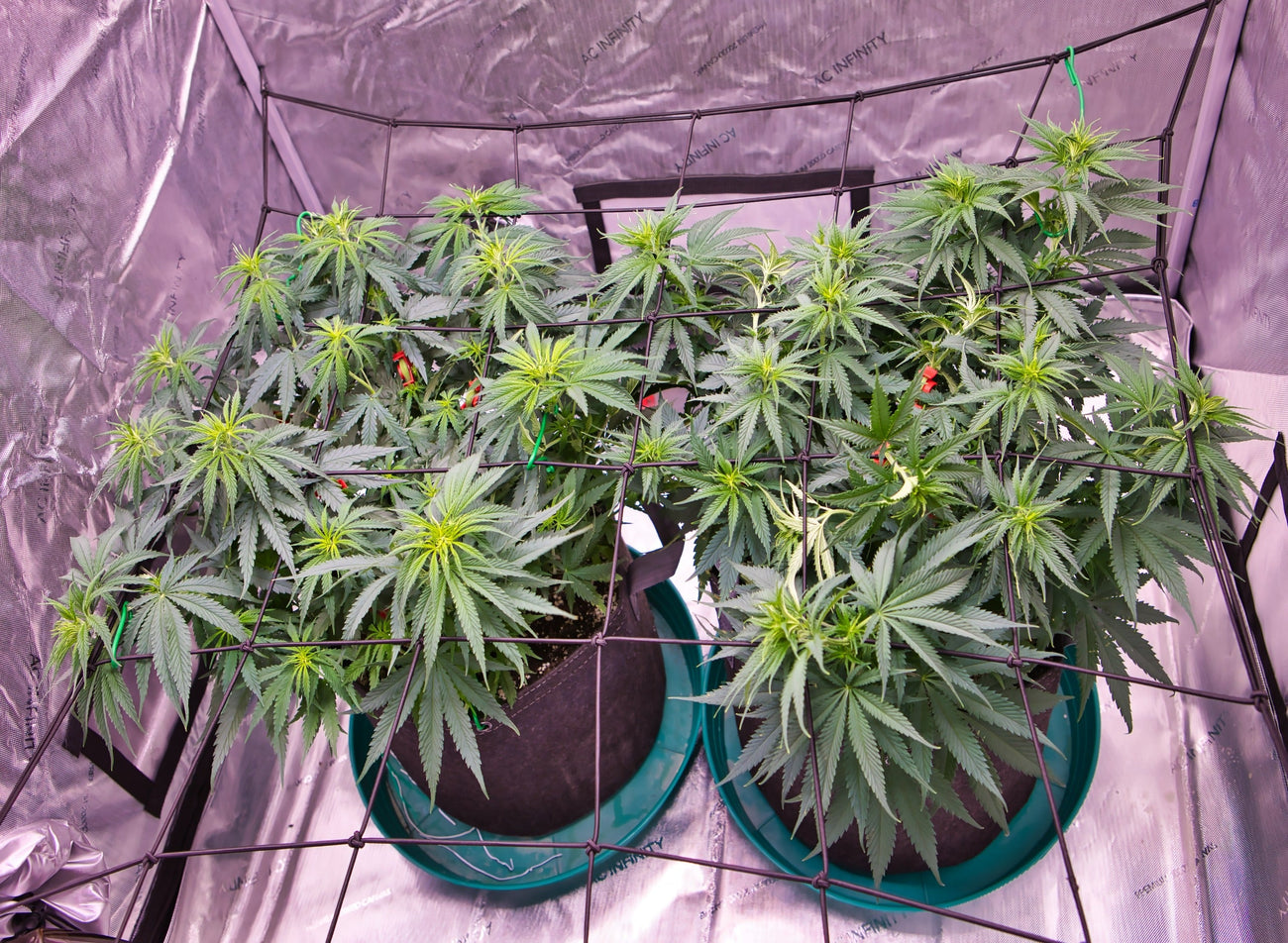 What Is Cannabis Lollipopping? A Guide To Lollipopping Weed
