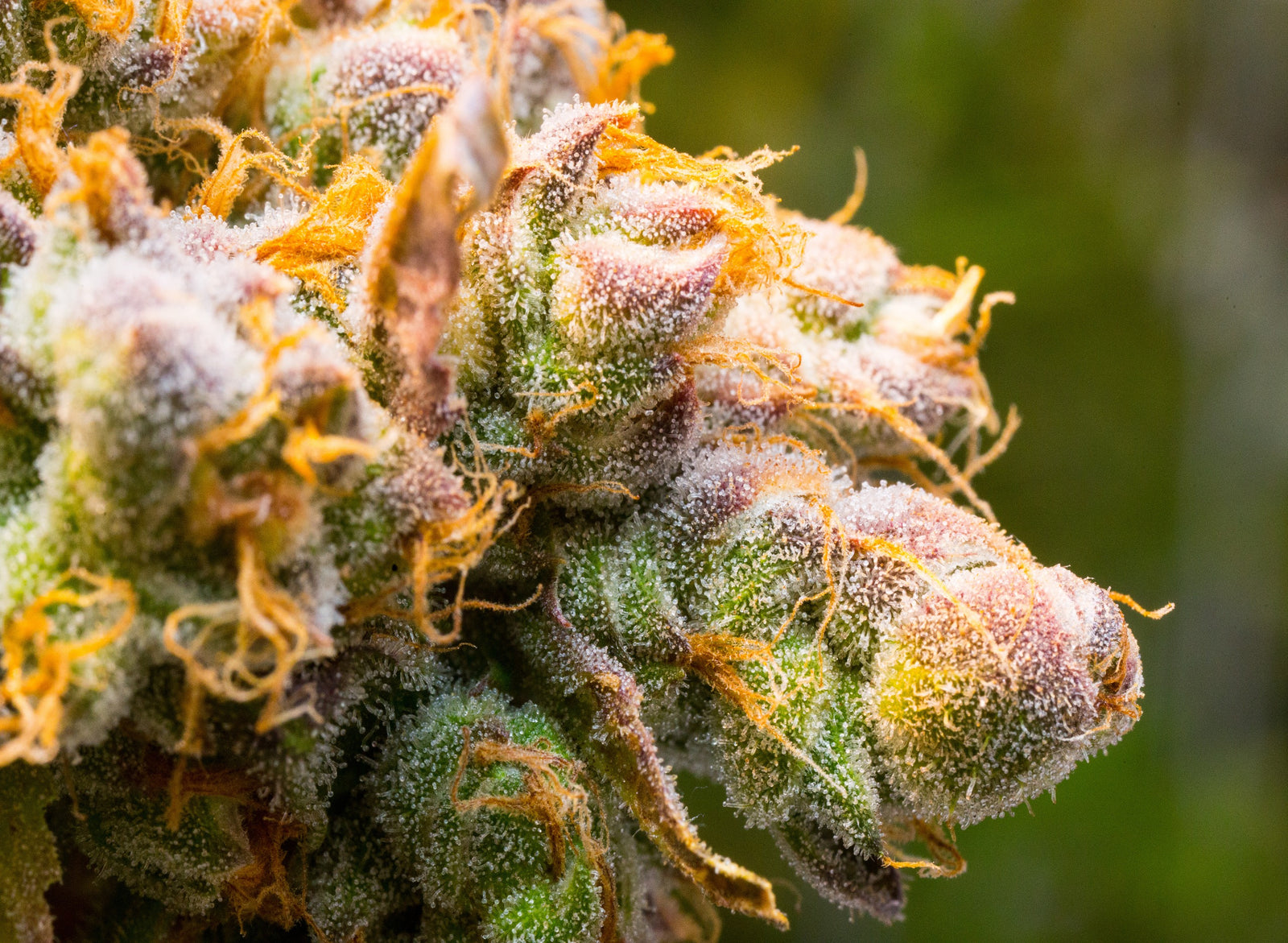 Cannabis Trichomes Development Stages: A Breakdown Guide